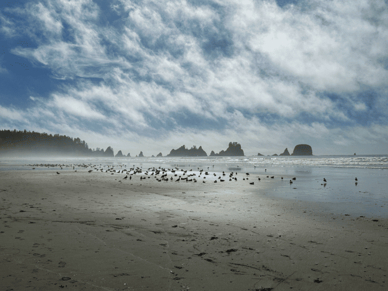 Point of Arches: WA’s Best Coastline Scenery on Shi Shi Beach