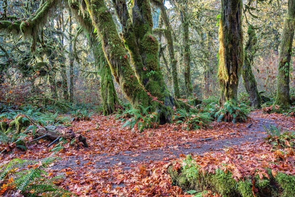 Day Trip to the Hoh Rain Forest: Hikes & Best Itinerary