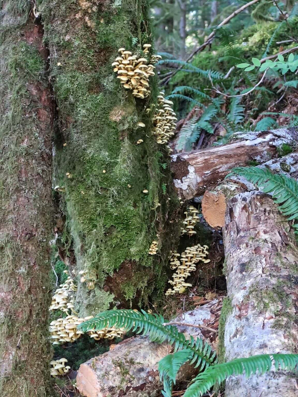 Fall in Olympic National Park (11 BEST Things to Do!)
