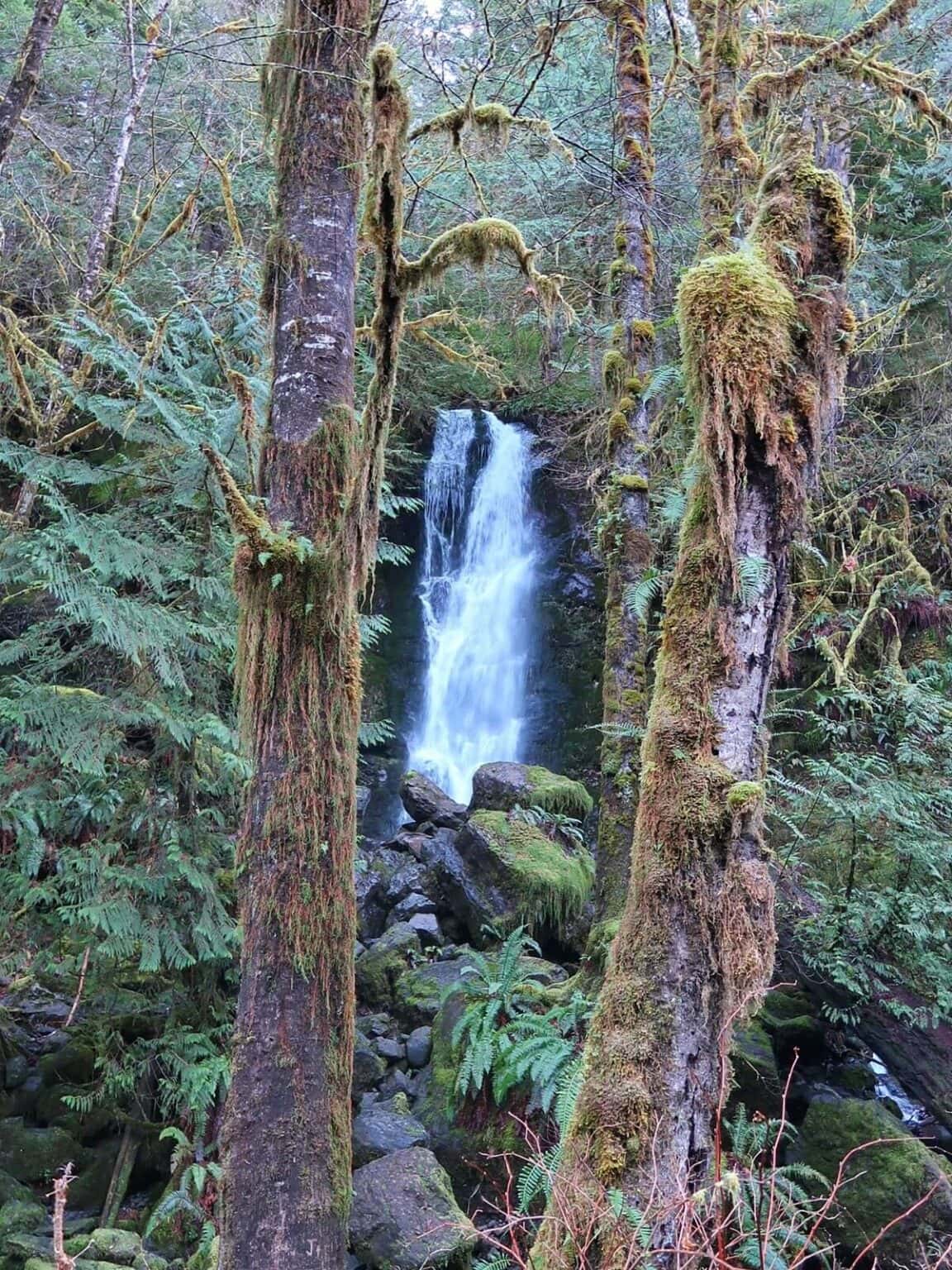 Merriman Falls: A Roadside Gem on the Olympic Peninsula