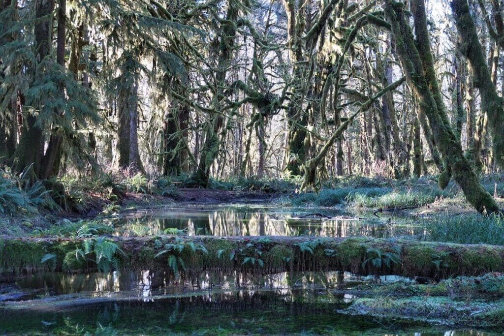 Why Maple Glade Rain Forest Trail is Quinault’s Best Hike