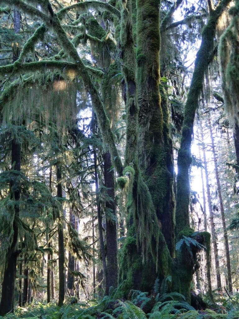 Is the Quinault Rain Forest Worth Visiting? 5 Reasons to Go!