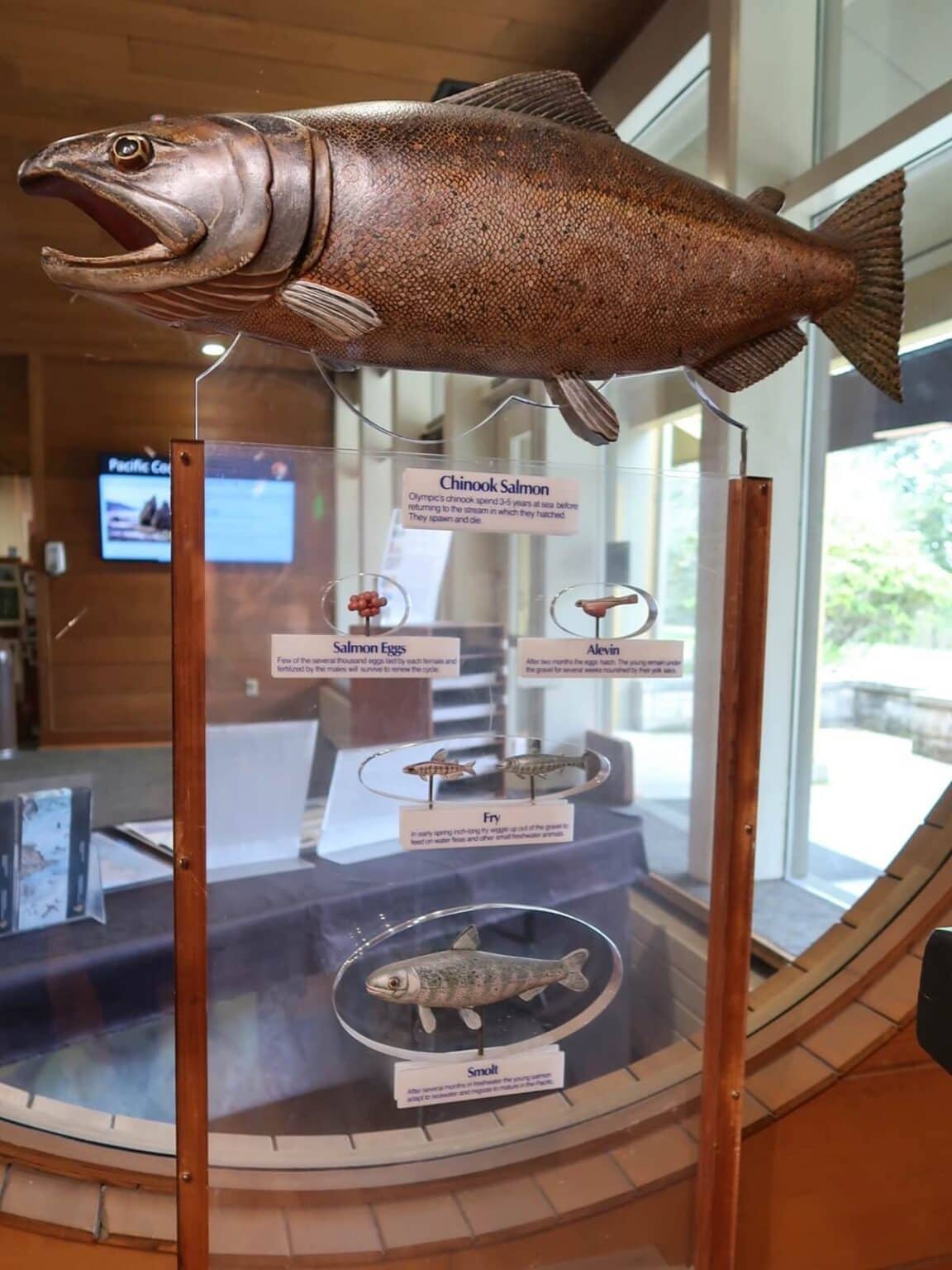 Olympic National Park Visitor Center: 7 Reasons to Stop