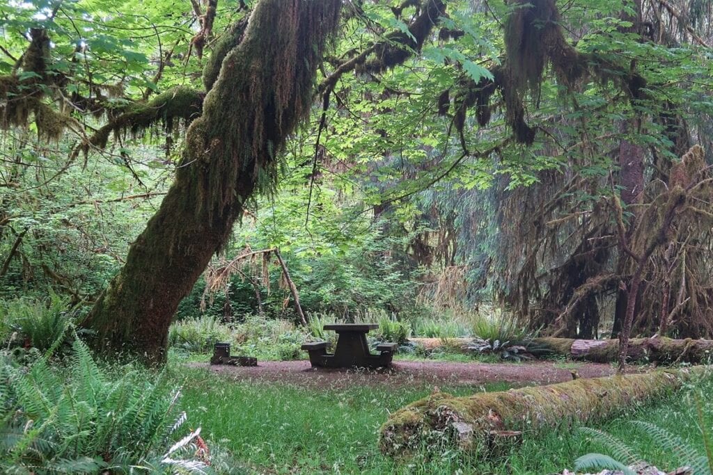 Day Trip to the Hoh Rain Forest: Hikes & Best Itinerary