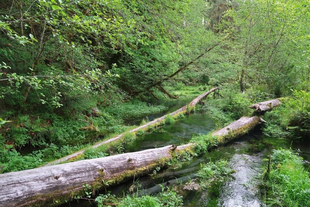 Day Trip to the Hoh Rain Forest: Hikes & Best Itinerary