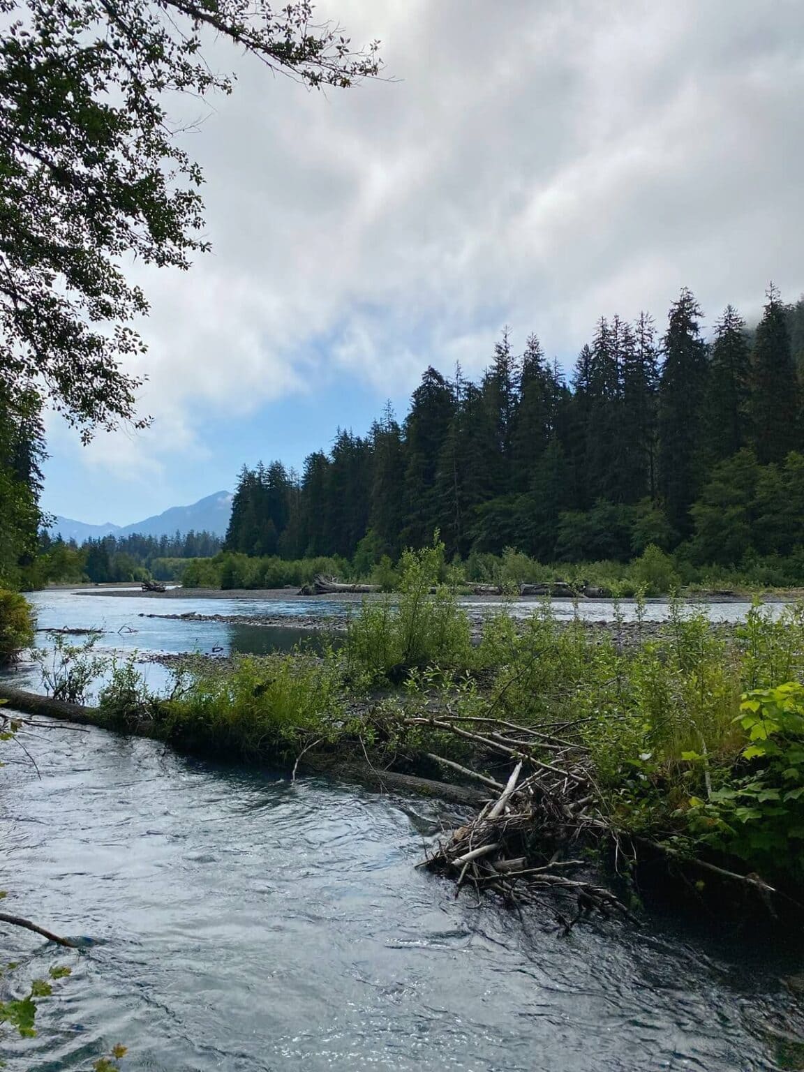 Day Trip to the Hoh Rain Forest: Hikes & Best Itinerary