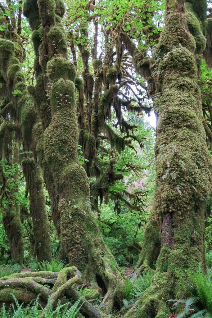 Day Trip to the Hoh Rain Forest: Hikes & Best Itinerary