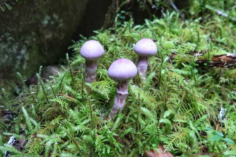 A Day in the Sol Duc Valley (Best Hikes & Waterfalls)