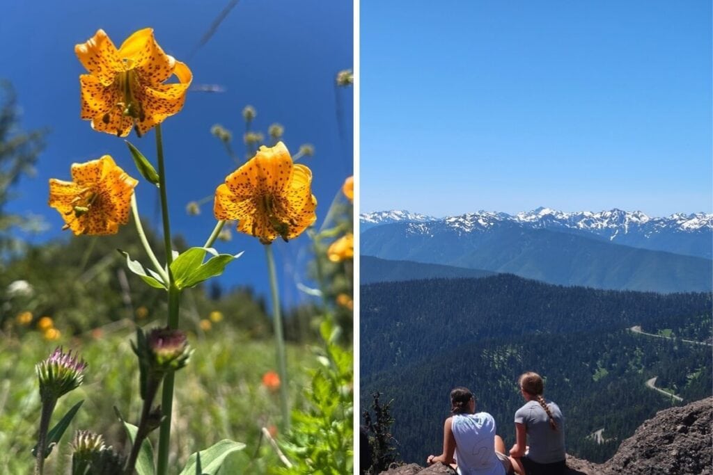 5 BEST Hurricane Ridge Trails in Olympic for Day Hikes